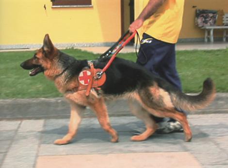 Prestate attenzione ai cani guida per ciechi - La Provincia