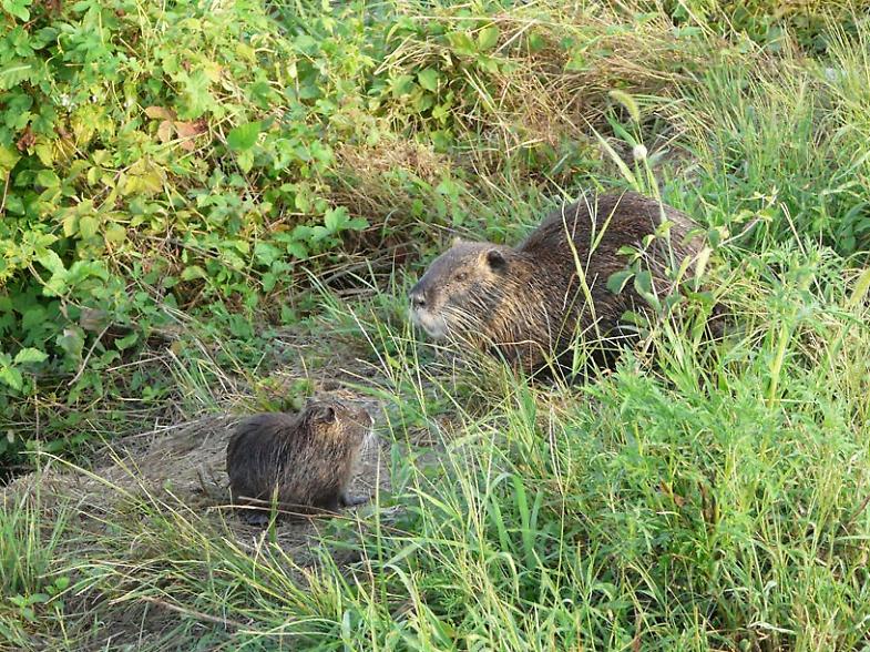 'Nutrie, bene la delibera della Regione, ma servono più risorse' - La ...
