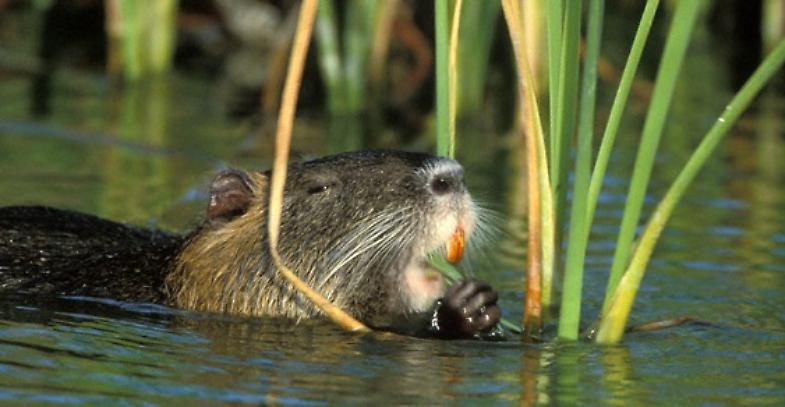 Nella caccia alle nutrie è ora di cambiare registro - La Provincia