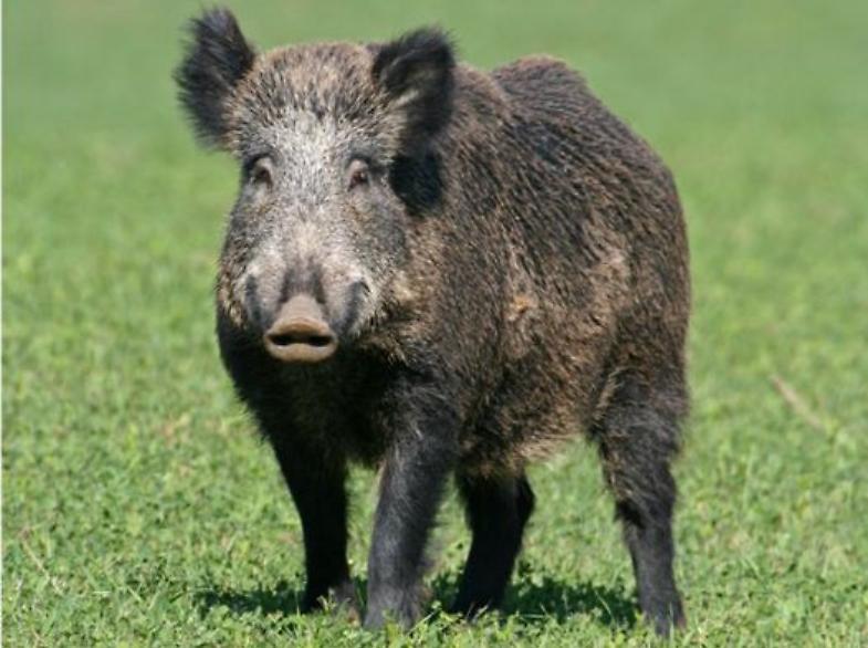 Cinghiale avvistato nei campi - La Provincia