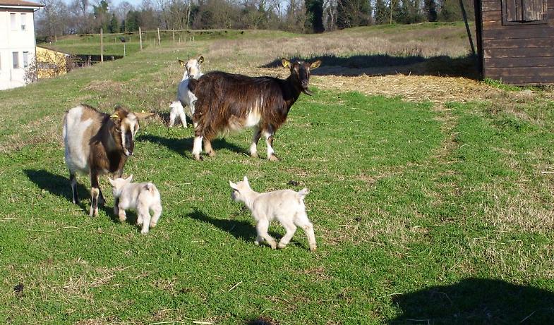 Sei nuovi nati nella famiglia delle caprette tibetane - La Provincia