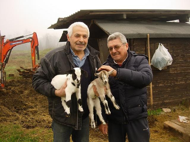Caprette tibetane sulla mura di Pizzighettone - Foto 1 di 3 - La Provincia