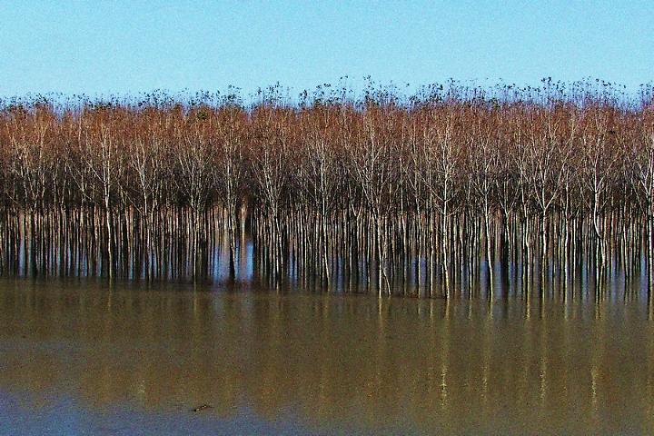 I pioppi spuntano dal Grande Fiume - Foto 1 di 2 - La Provincia